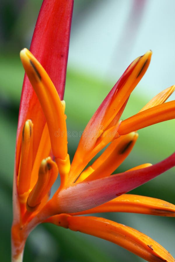 Flor tropical imagen de archivo. Imagen de tropical, yermo - 13456895