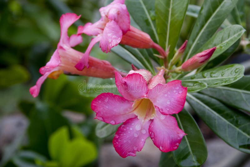 Flor Tropical foto de archivo. Imagen de travieso, flor - 24233342