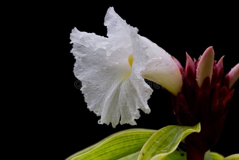 Flor tropical foto de archivo. Imagen de central, tropical - 35875696