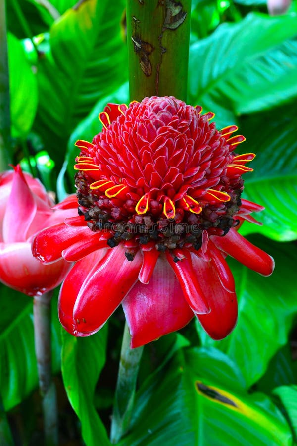 Flor tropical imagen de archivo. Imagen de frondoso, hojas - 52347241
