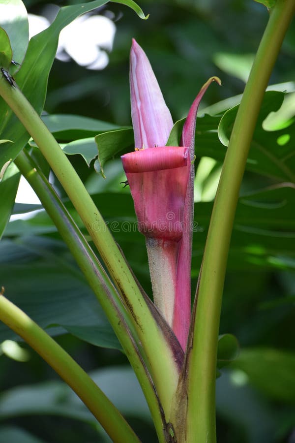 Flor tropical imagen de archivo. Imagen de hawaiano, tropical - 60510601