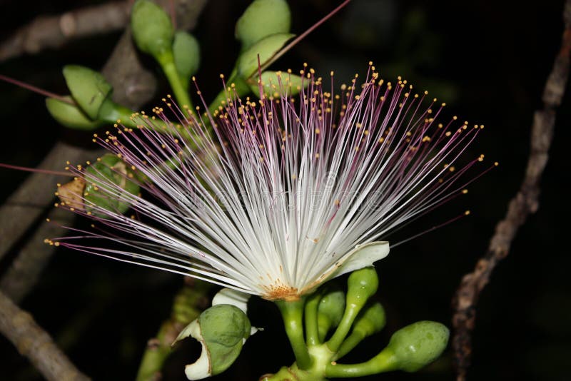 Flor tropical foto de archivo. Imagen de cultura, aislado - 7873664