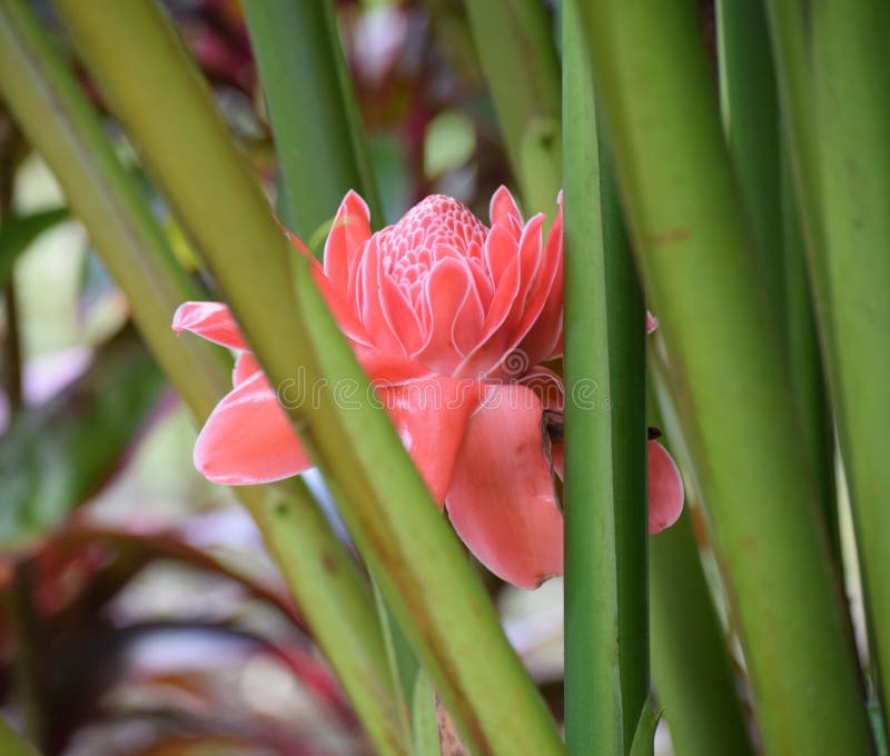 Flor tropical cor-de-rosa foto de stock. Imagem de verde - 60502448