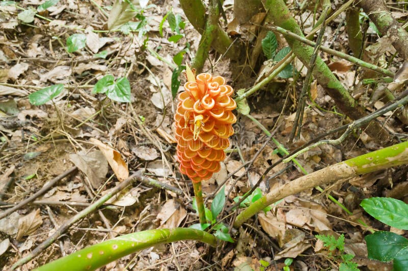 PLANTA TROPICAL DEL JENGIBRE Imagen de archivo - Imagen de flores, ramo ...