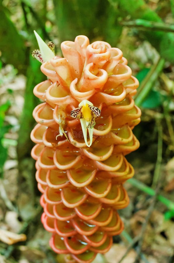 PLANTA TROPICAL DEL JENGIBRE Imagen de archivo - Imagen de flores, ramo ...
