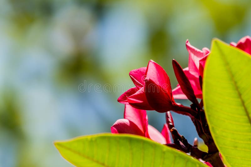 Flor Tropical Do Frangipani Do Rosa Da Flor Do Plumeria Foto de Stock ...