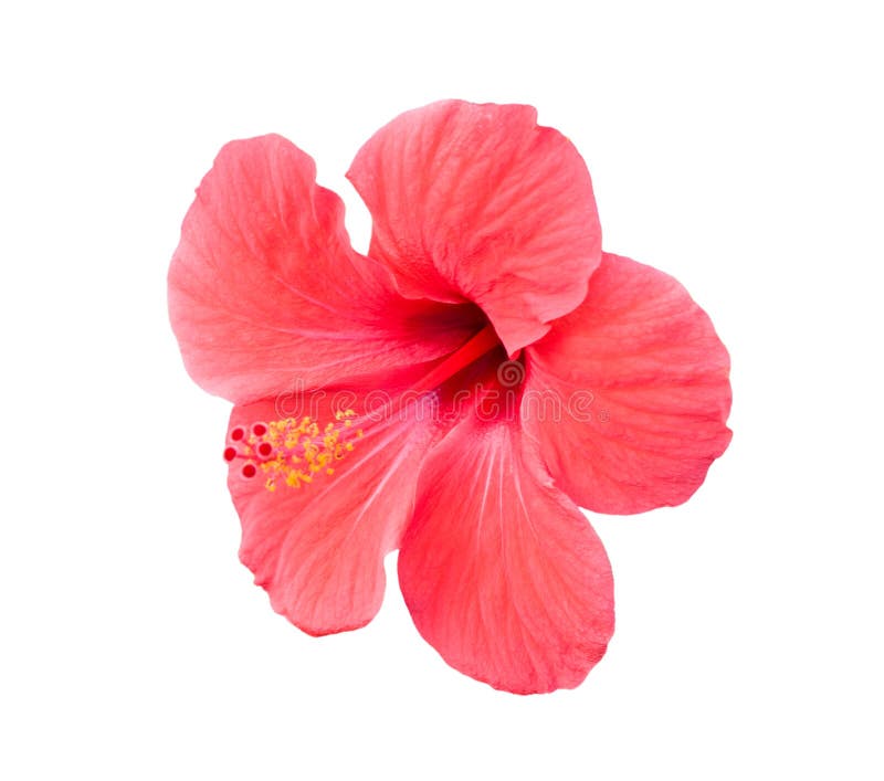 Flor Tropical Do Hibiscus Cor-de-rosa Sobre O Branco Foto de Stock ...