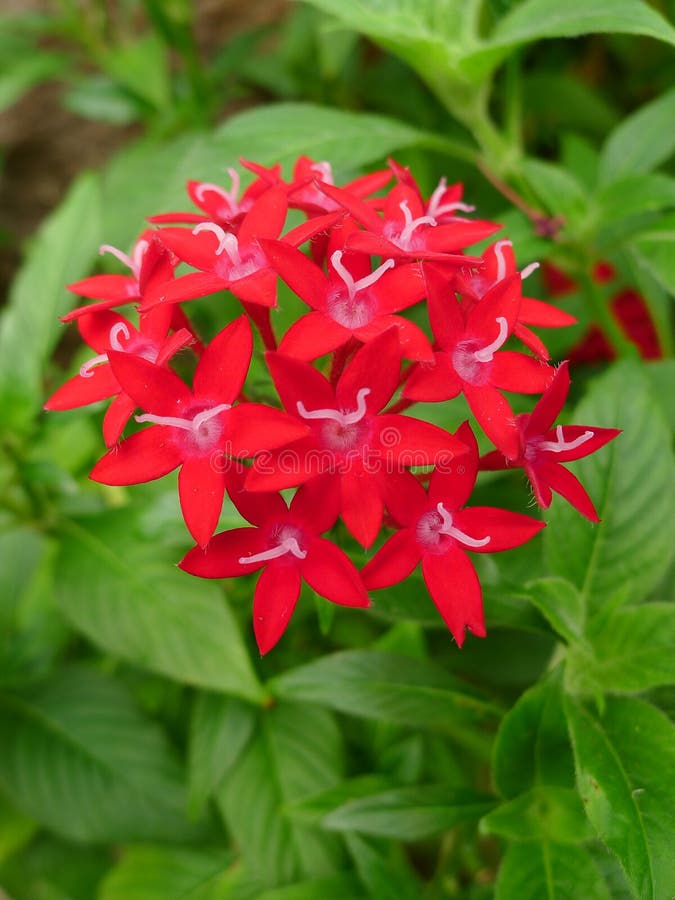 Flor Tropical/planta Tropical Imagem de Stock - Imagem de flor, jardim ...