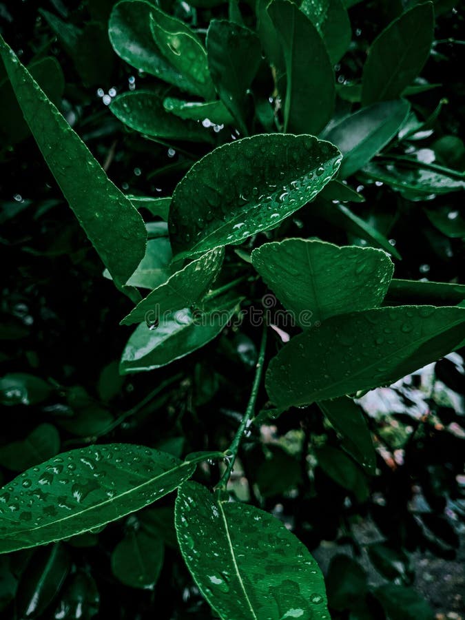 Flor Verde De Imagen Natural De La Hoja Foto de archivo - Imagen de ...