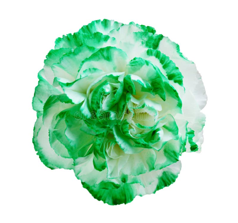 Flor verde del clavel foto de archivo. Imagen de blanco - 32649032