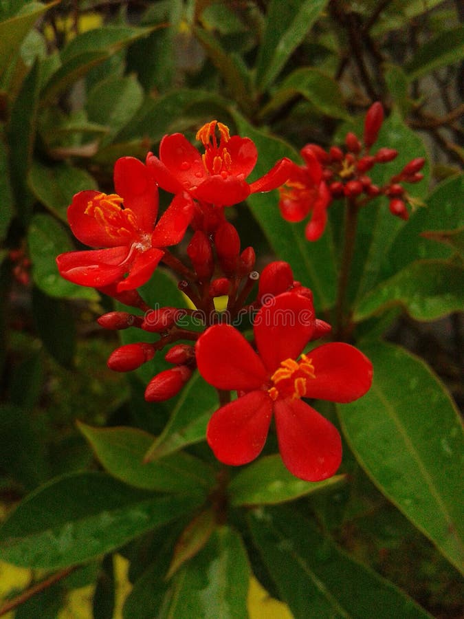 Flor pequena vermelha imagem de stock. Imagem de colorido - 50800713