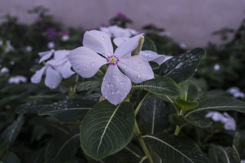 Flor vinca rosea imagen de archivo. Imagen de primer - 190277025