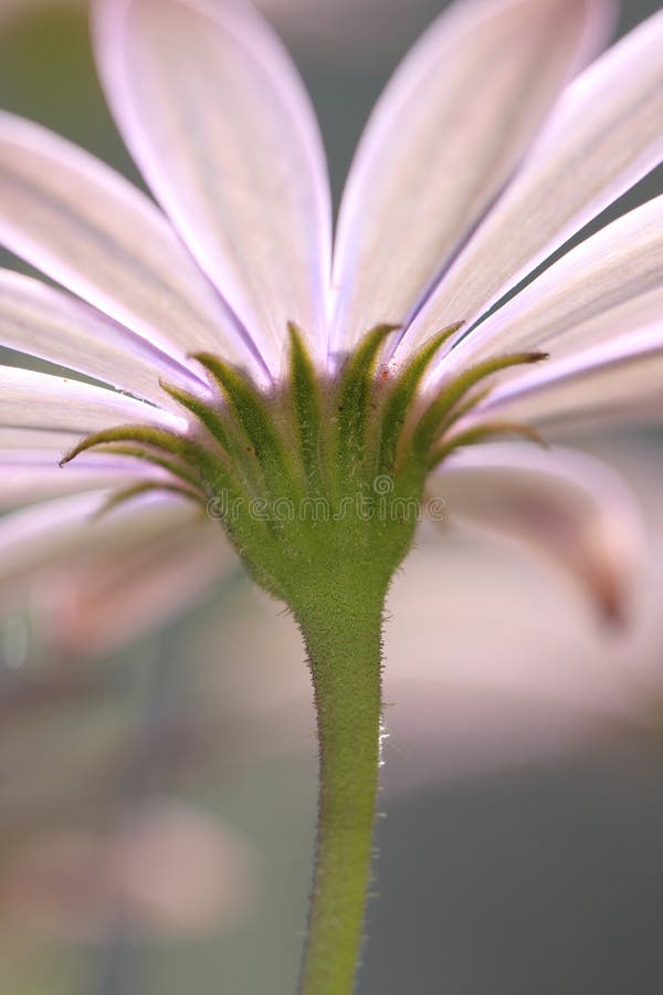 Flor violeta imagen de archivo. Imagen de cierre, primer - 13822445