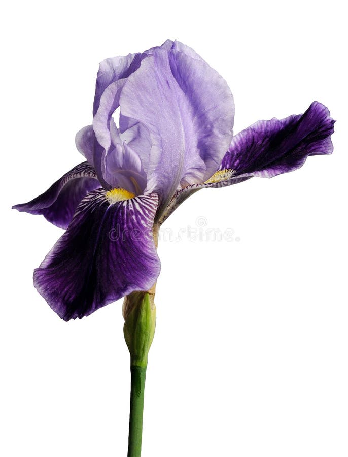 Flor Violeta Del Iris Aislada Foto de archivo - Imagen de hermoso, azul ...