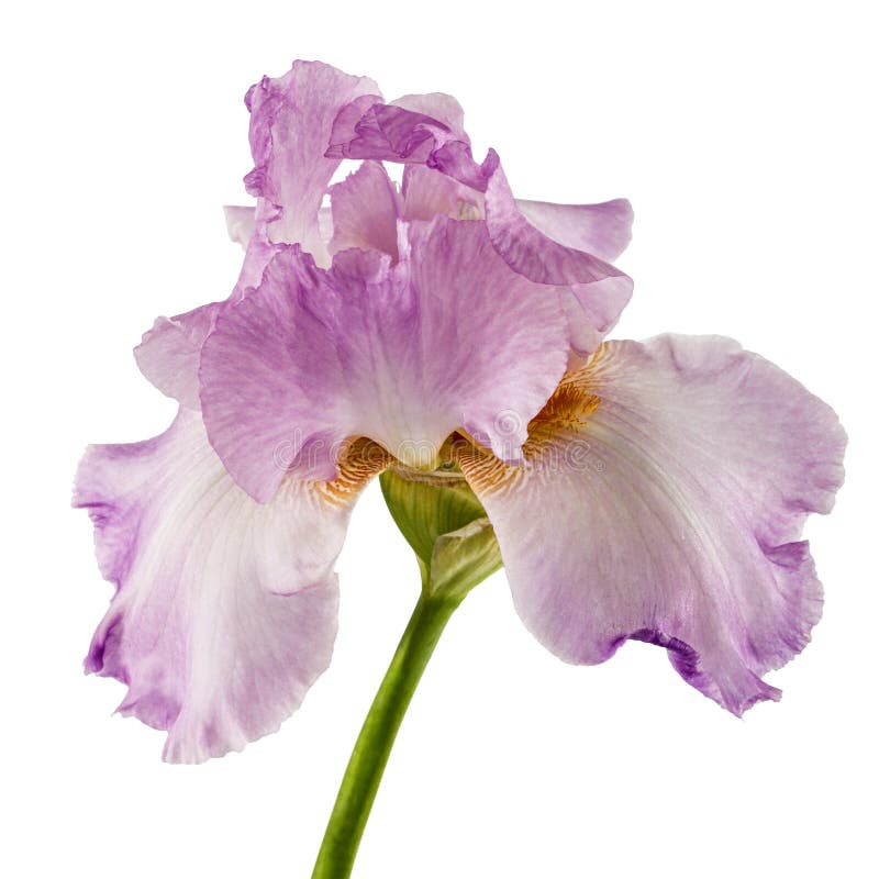 Flor Violeta Del Iris, Aislada En El Fondo Blanco Imagen de archivo ...