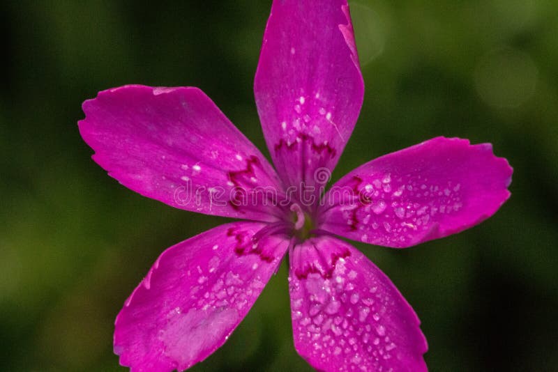 Campo De Flores Violetas En Medio Del Prado De Flores Silvestres Imagen ...