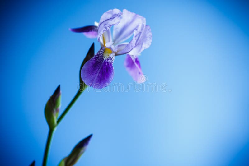 Flor Violeta Hermosa Del Iris Foto de archivo - Imagen de oscuro ...