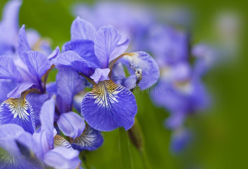 Flor violeta - iris imagen de archivo. Imagen de verde - 30483123