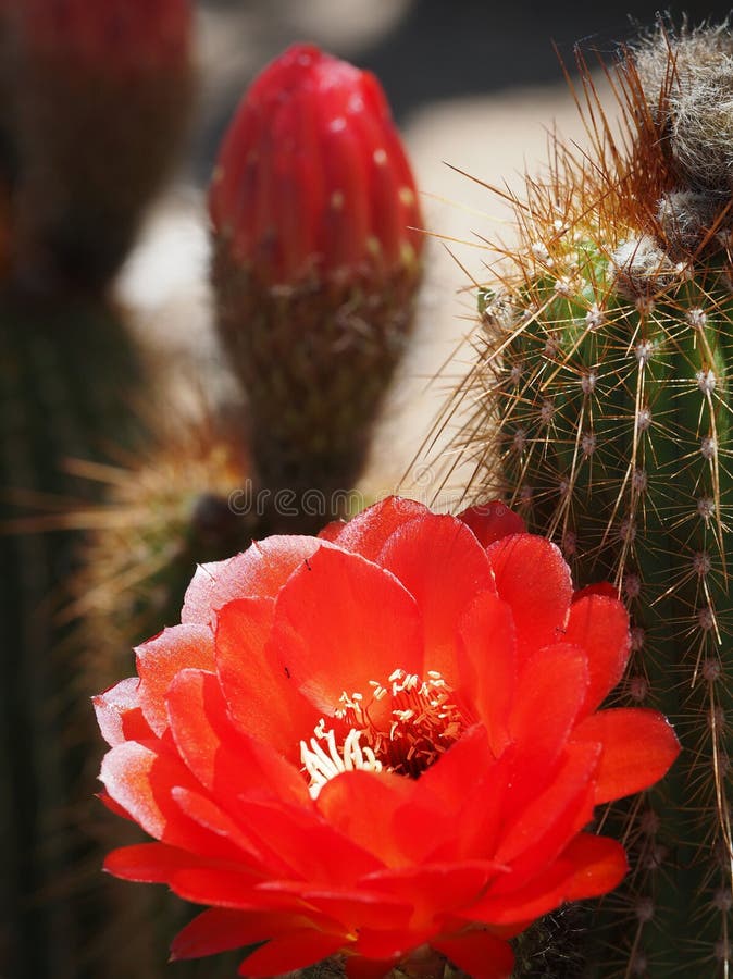 Flor Y Brote Rojos Del Cactus De La Antorcha Foto de archivo - Imagen ...