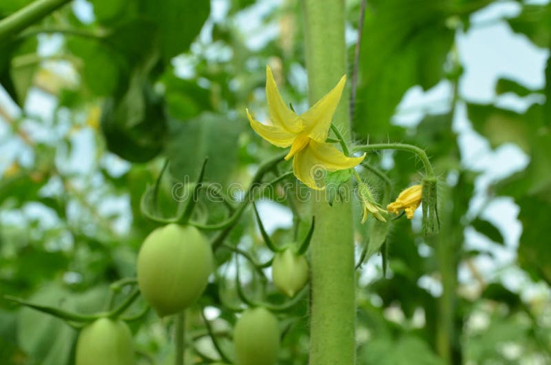Flor Y Fruta De La Planta De Tomate Imagen de archivo - Imagen de ...