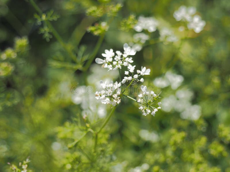 Flor del Cilantro imagen de archivo. Imagen de remedio - 25230833