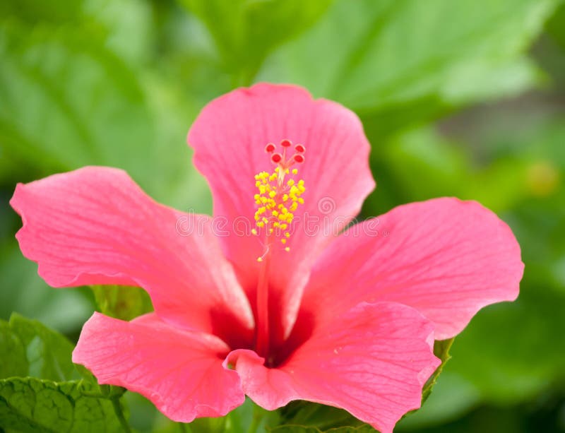 Flor Y Polen Rosados Del Hibisco Imagen de archivo - Imagen de flora ...