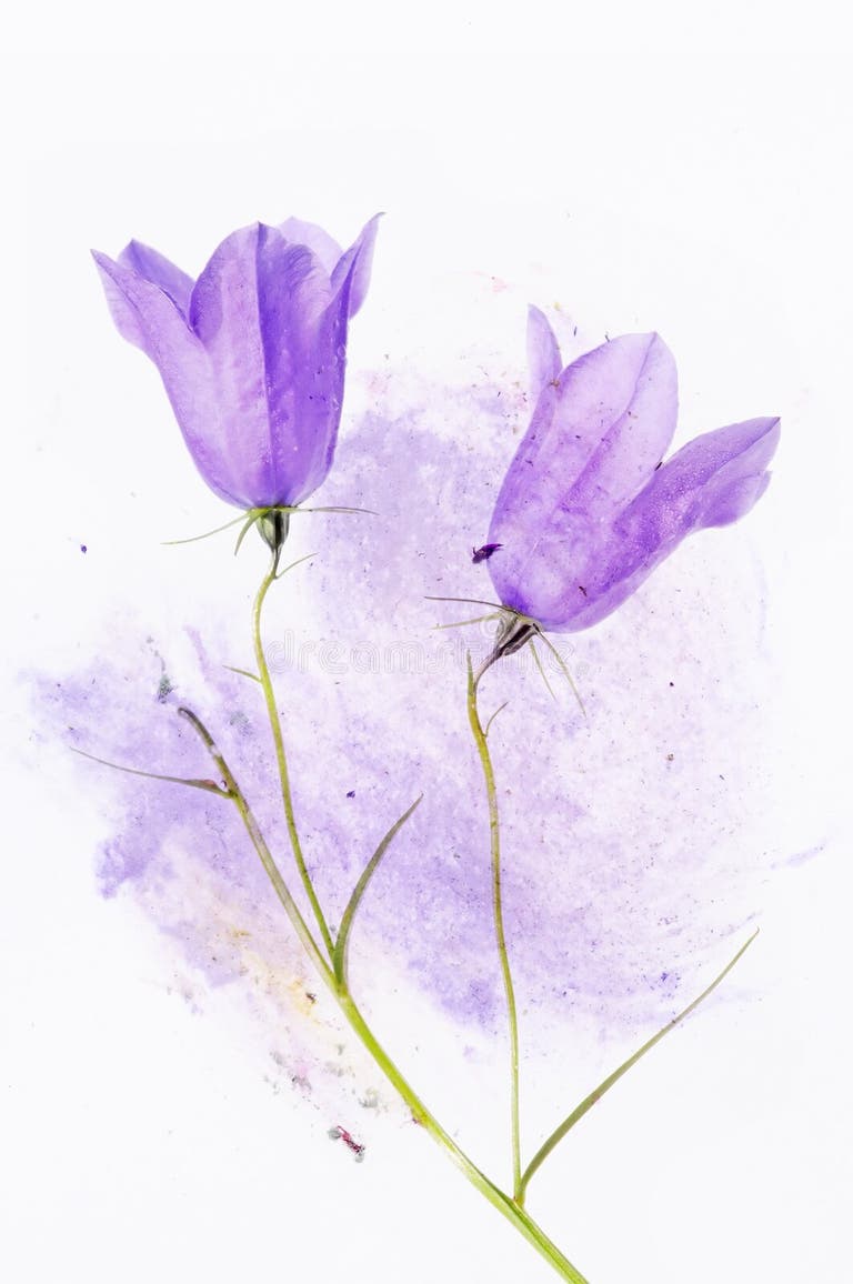 Freshness Flora Stock Illustrations – 208,431 Freshness Flora Stock ...