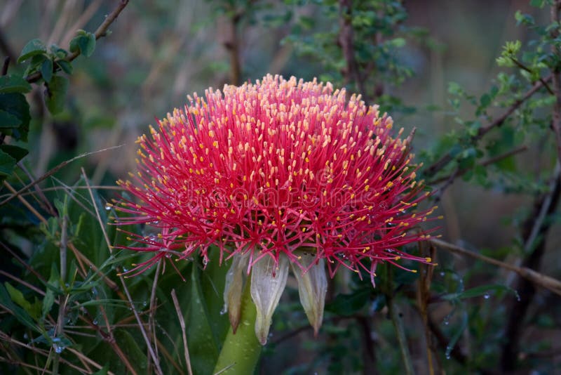 Flora stock image. Image of mara, masai, flower, game - 6694075