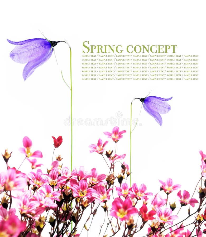 Flora Against White Background Picture. Image: 9244212