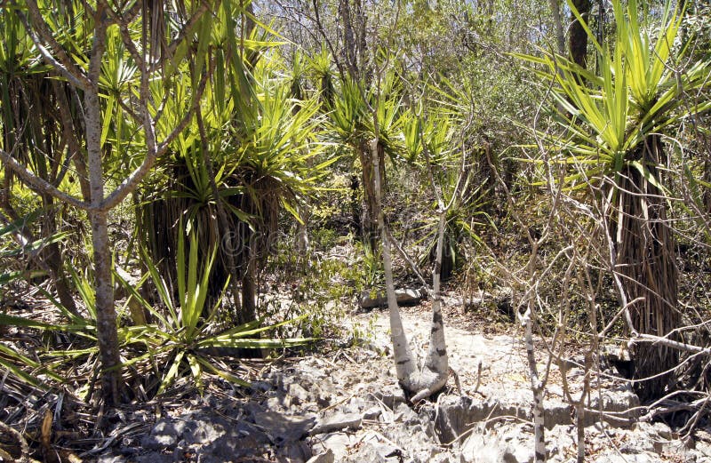 Flora, Ankarana Special Reserve, Madagascar Stock Photo - Image of ...