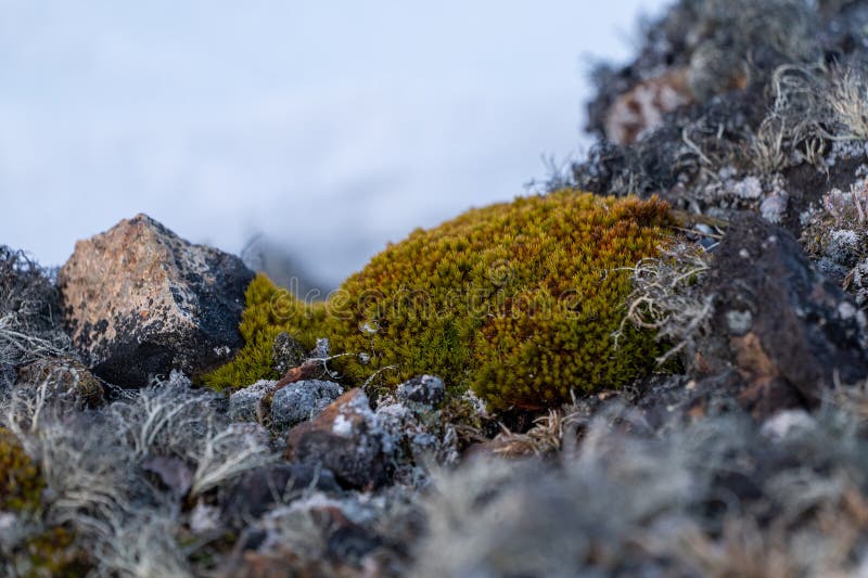 Flora in Antarctica. Nature in Antarctica. Moss Stock Image - Image of ...