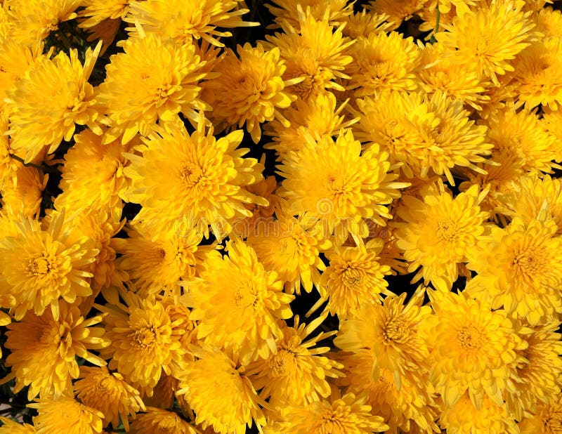 Flora background stock image. Image of petal, bloom, plant - 64949791