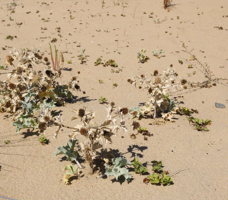 Flora at Beach of Atlantic Ocean Stock Photo - Image of grass, deserted ...