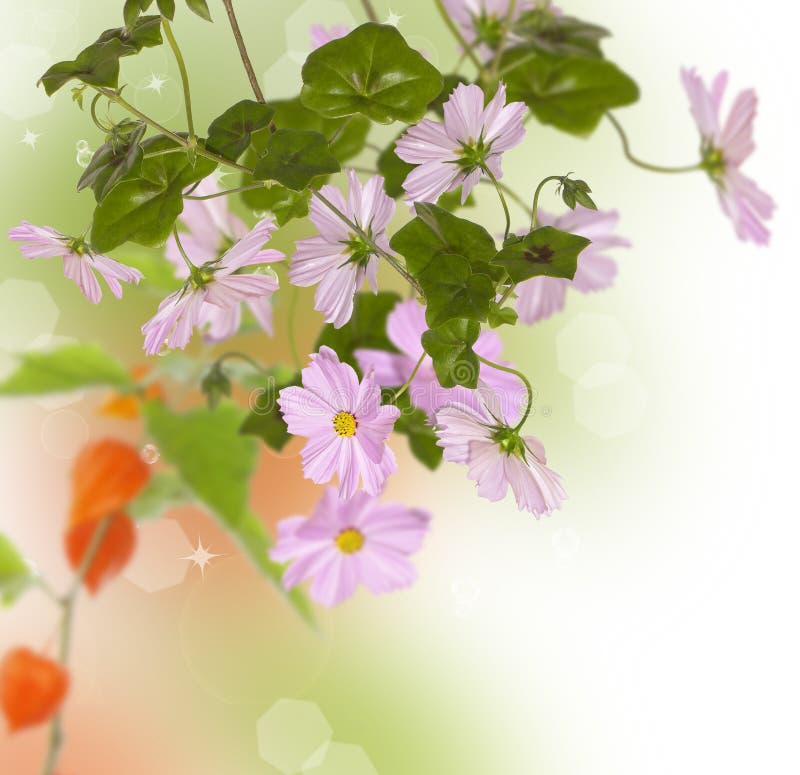 Flora beautiful design stock image. Image of botany, botanical - 26439561