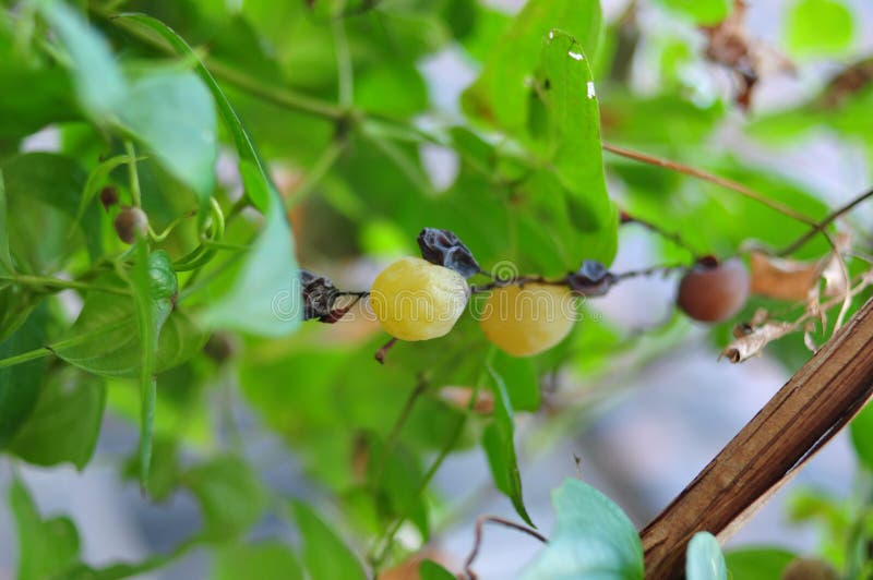 Flora, Branch, Fruit Tree, Fruit Picture. Image: 111486632
