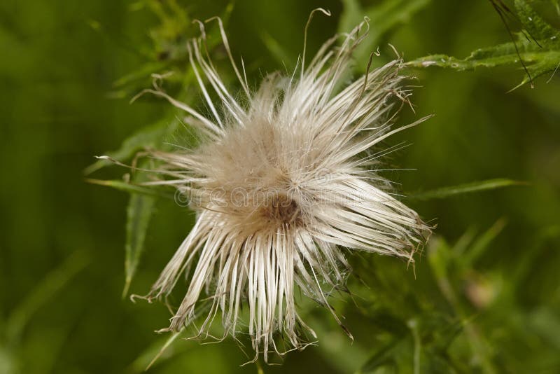 Flora - Cardo Selvatico Di Maria Fotografia Stock - Immagine di nave ...