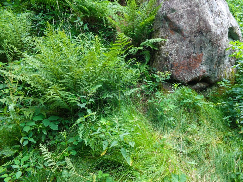 Fern Growing on the Mountain. Stock Photo - Image of mountainlandscapes ...
