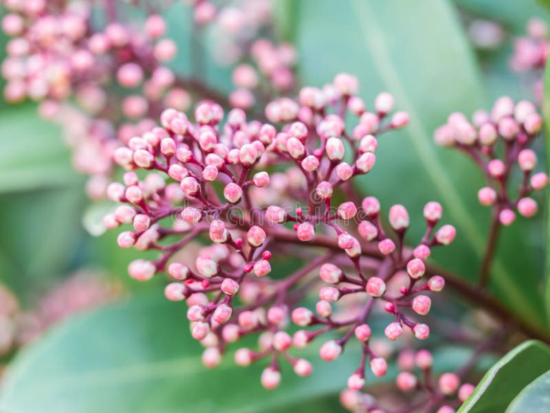 Flora, Close Up, Spring, Macro Photography Picture. Image: 114790584