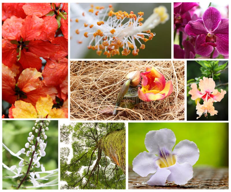Flora Collage stock image. Image of foliage, variety - 19185171