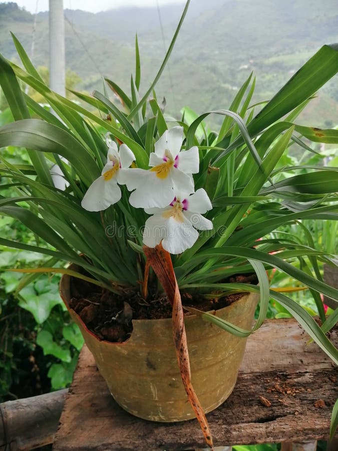 Flora colombiana imagen de archivo. Imagen de nirvana - 177658439