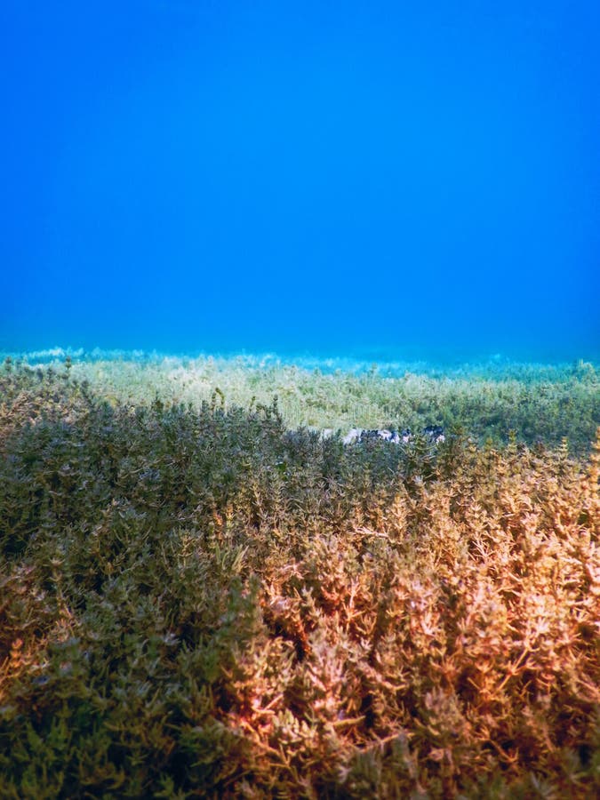 Flora De Agua Dulce Subacuática Foto de archivo - Imagen de secuencia ...