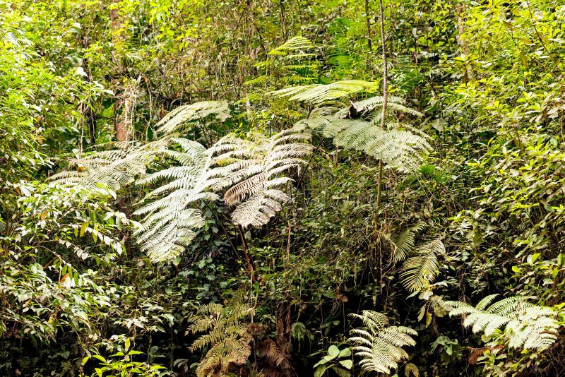 Flora de Yasuni imagen de archivo. Imagen de fondo, especio - 40181873
