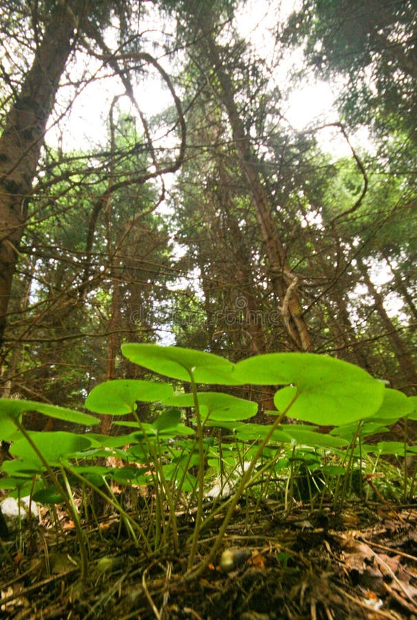 Flora del bosque foto de archivo. Imagen de exterior - 11521048