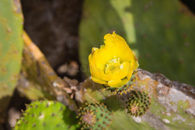 Flora De Malta, Hierba Maltesa Típica, Flora Pura En Malta Planta De La ...