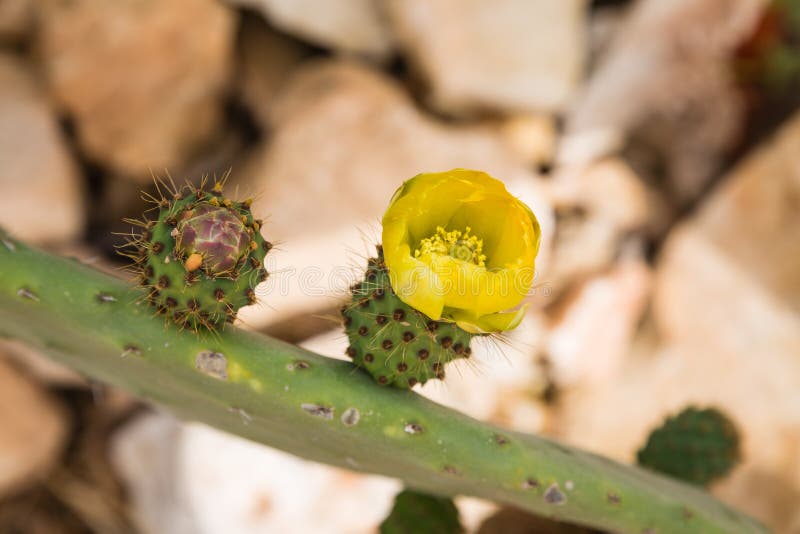 Flora De Malta, Hierba Maltesa Típica, Flora Pura En Malta Planta De La ...