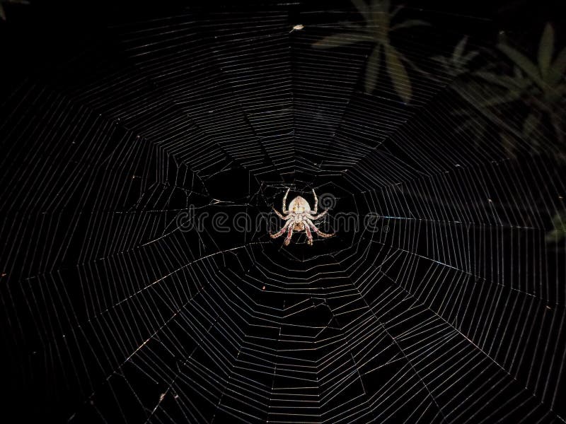 Night spider in backyard stock photo. Image of design - 127827798