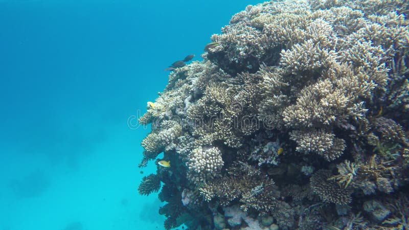 Flora and Fauna of Coral Reefs. Red Sea Stock Footage - Video of ...