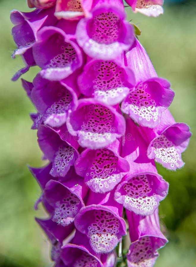 Flora and Fauna in the Forrest of Canada Stock Photo - Image of fauna ...