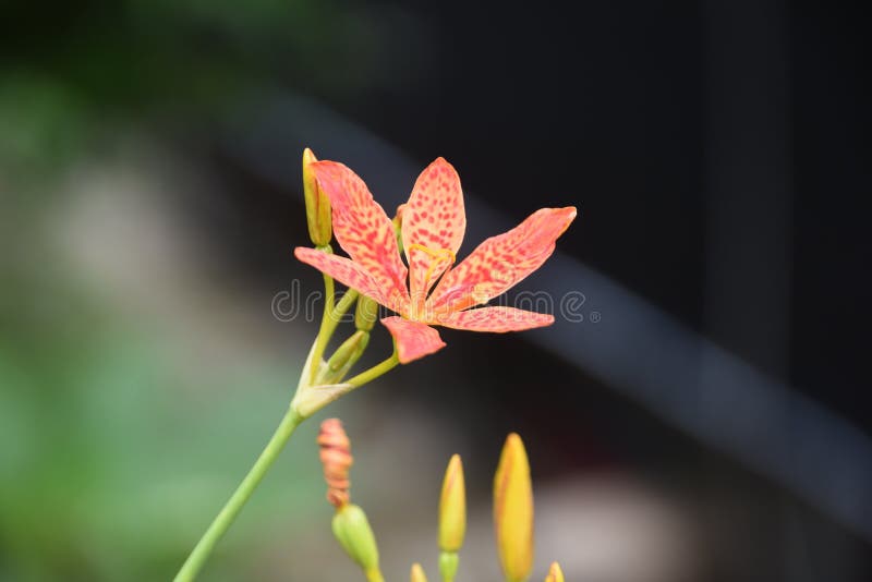 Flora, Flower, Leaf, Plant stock photo. Image of leaf - 112490958