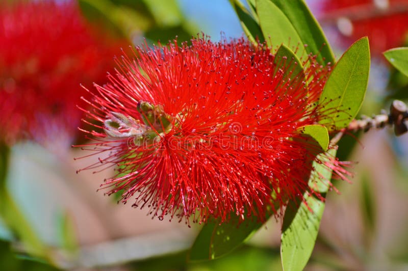 Flora, Flower, Syzygium Malaccense, Plant Picture. Image: 125934637